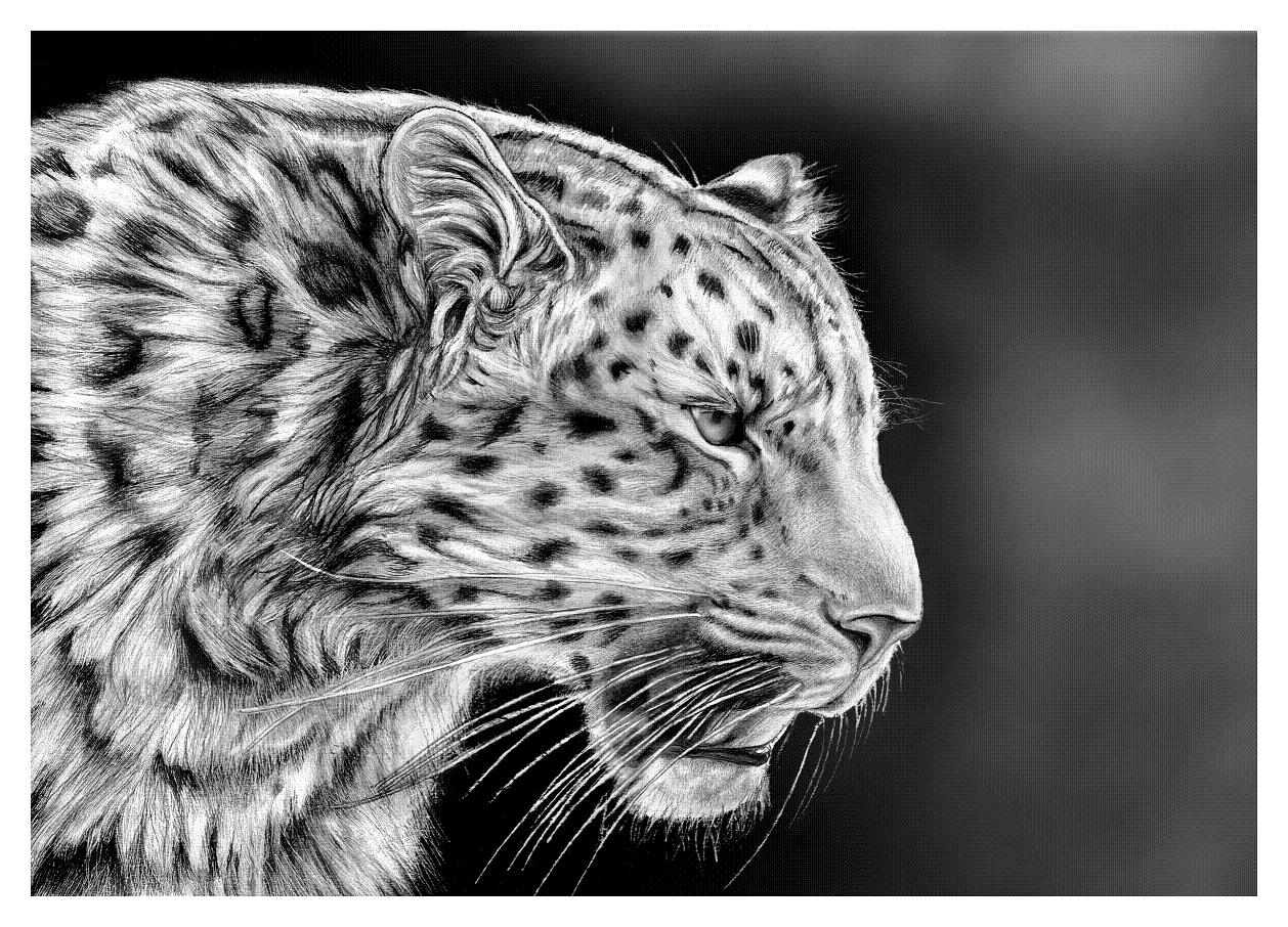 How To Draw Realistic Cheetah Tiger Step By Step Easy For Beginners 